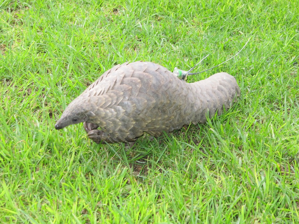 PangolinResearchMundulea-4 - Pangolin Specialist Group