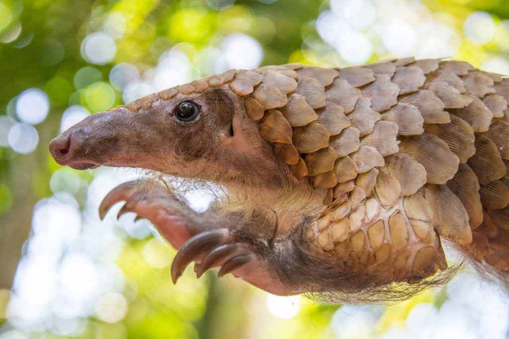 Phataginus tricuspis_Frank Kohn - Pangolin Specialist Group