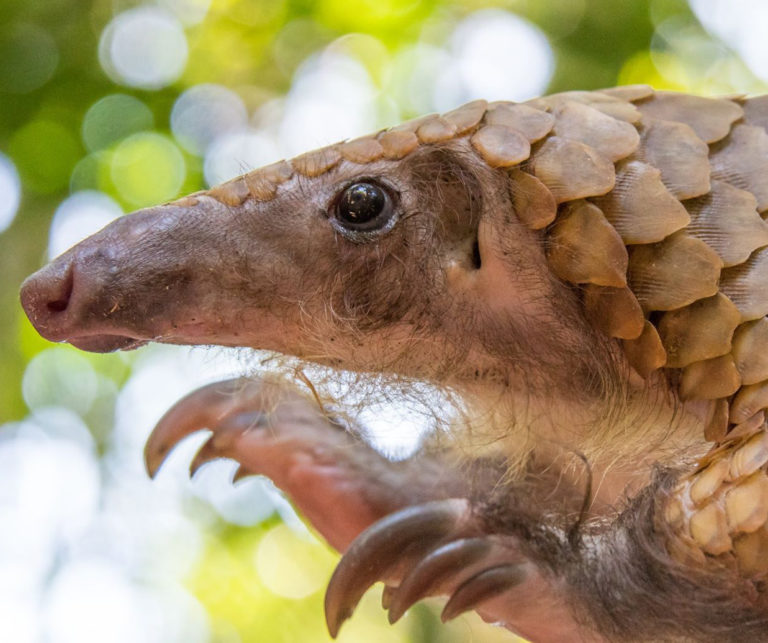 cropped_Manis_tricuspis_frank_kohn - Pangolin Specialist Group