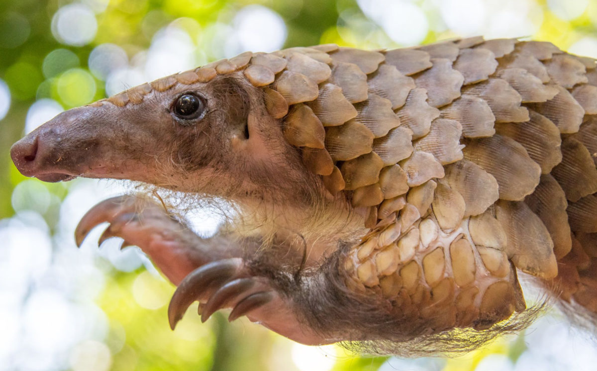 cropped_Manis_tricuspis_frank_kohn - Pangolin Specialist Group