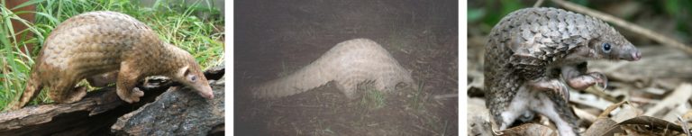 IUCN Red List update highlights need for concerted conservation action ...