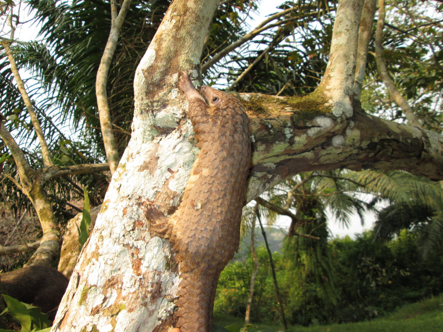 White-bellied pangolin (Phataginus tricuspis) - Pangolin Specialist Group