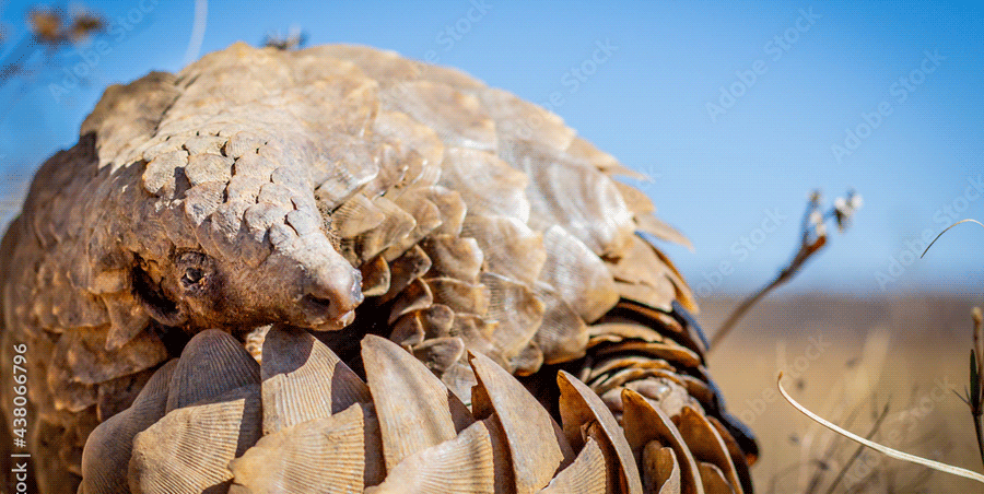 Vision - Pangolin Specialist Group