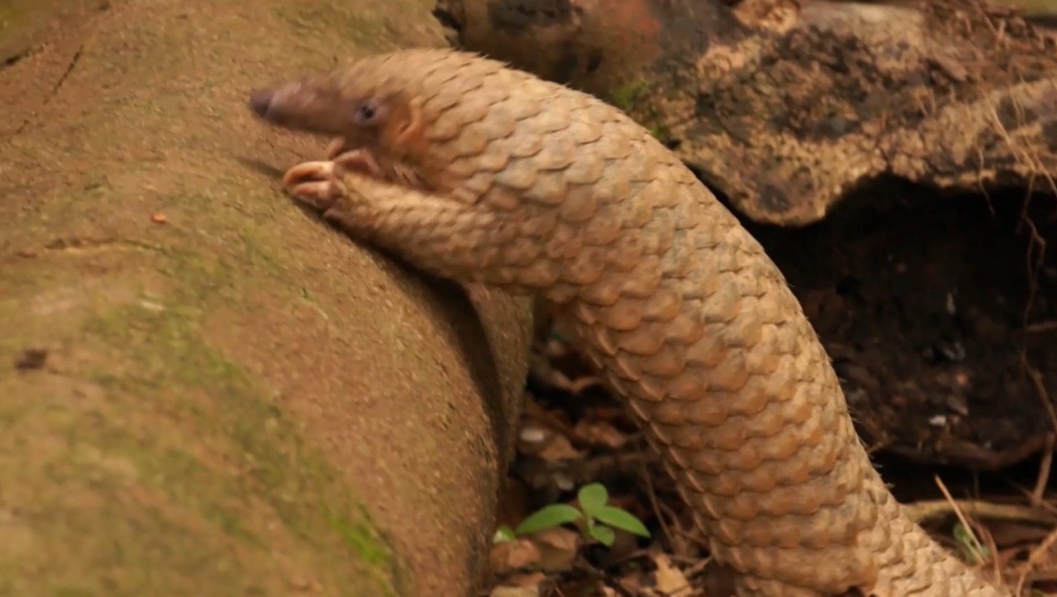 Image from video - Pangolin Specialist Group